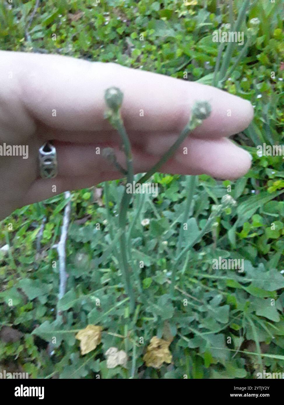 Common Cat's-ear (Hypochaeris radicata Stock Photo - Alamy