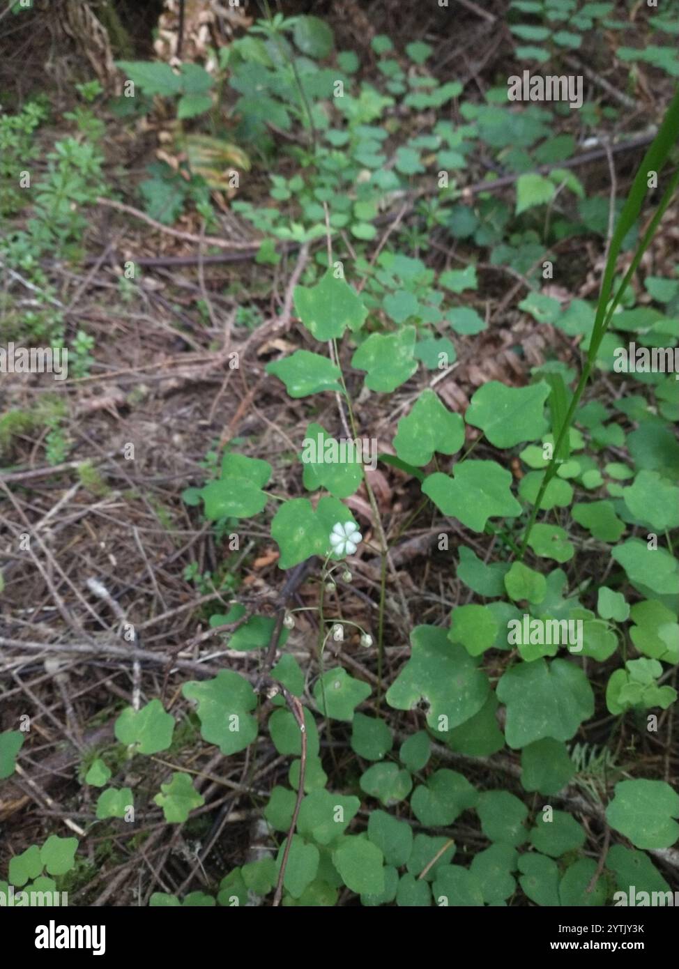 White Inside-out Flower (Vancouveria hexandra Stock Photo - Alamy