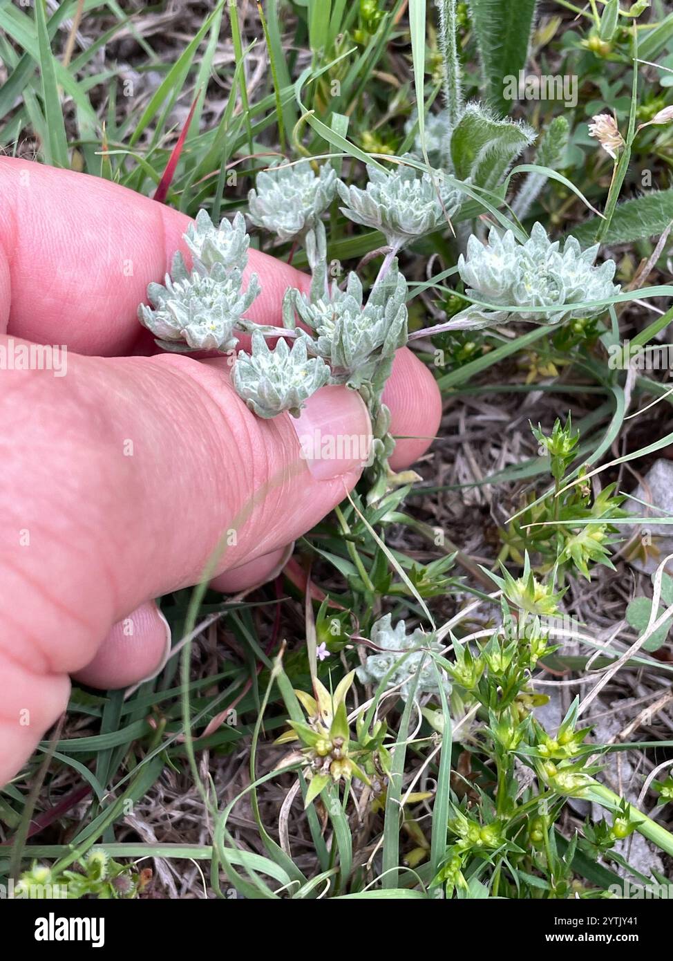 flathead rabbit tobacco (Diaperia prolifera Stock Photo - Alamy