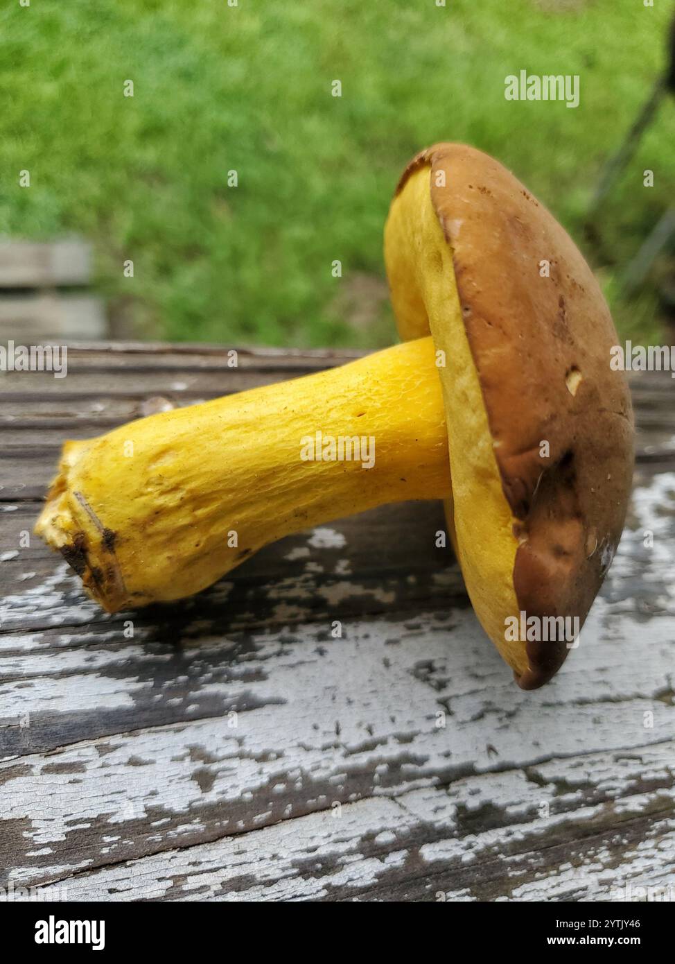 butter-foot bolete (Boletus auripes Stock Photo - Alamy
