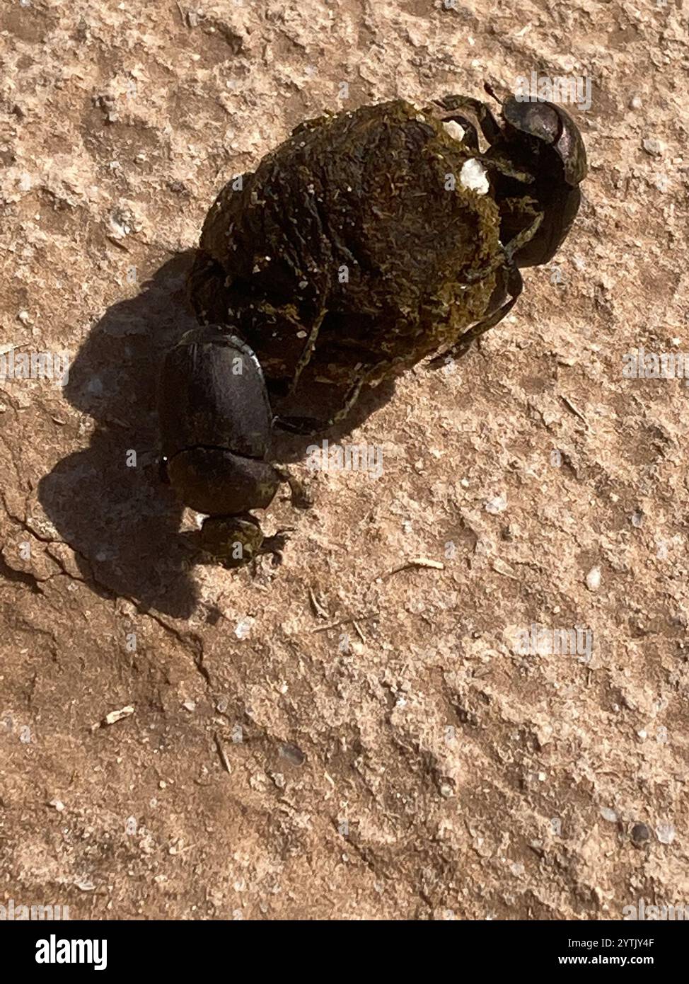 Dung Rollers (Canthon Stock Photo - Alamy