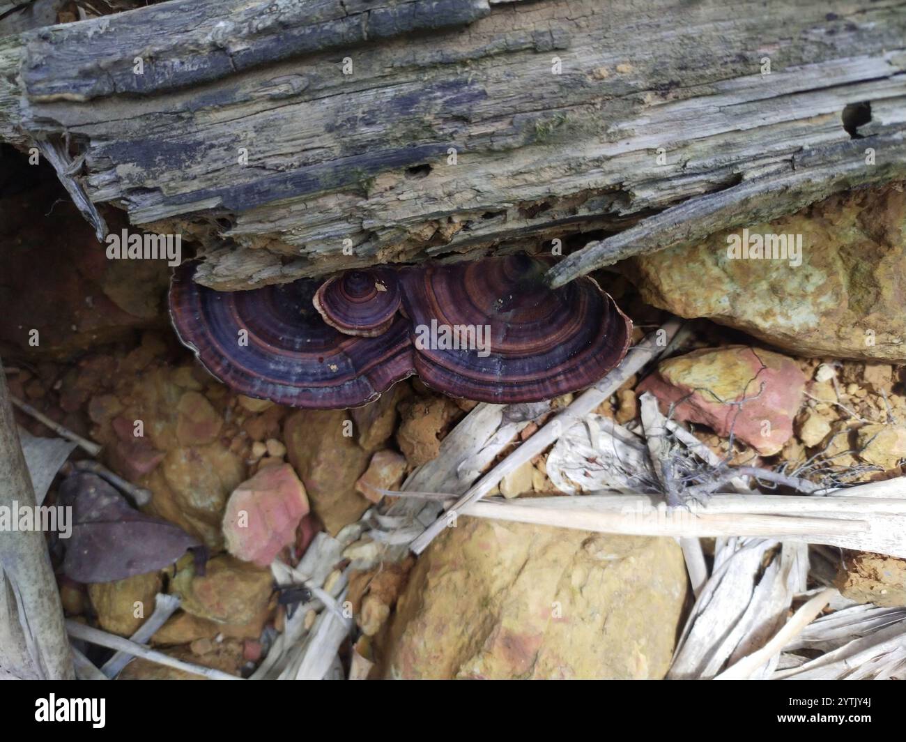 yellow stemmed micropore (Microporus xanthopus Stock Photo - Alamy