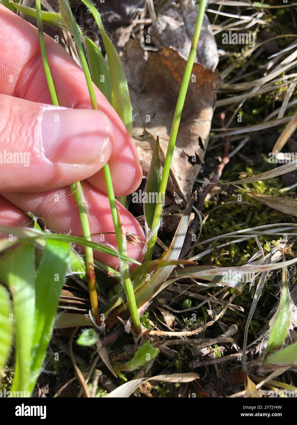 hairy woodrush (Luzula acuminata Stock Photo - Alamy