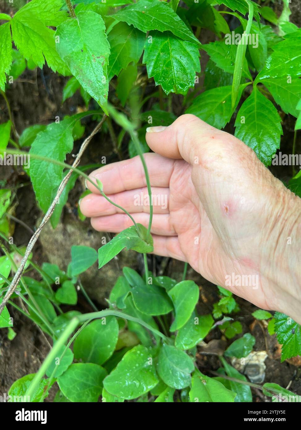 Two-flower Dwarf-dandelion (Krigia biflora Stock Photo - Alamy