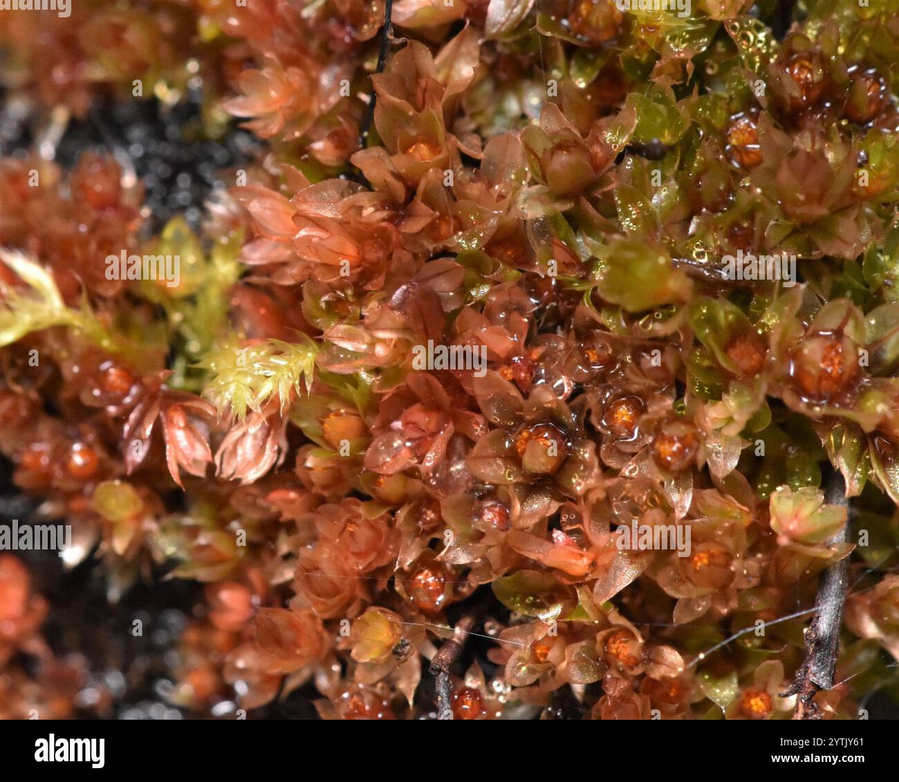 Capillary Thread-moss (Ptychostomum capillare Stock Photo - Alamy
