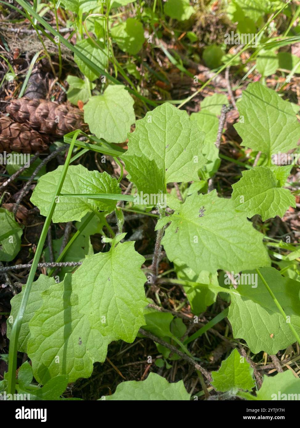 nipplewort (Lapsana communis Stock Photo - Alamy
