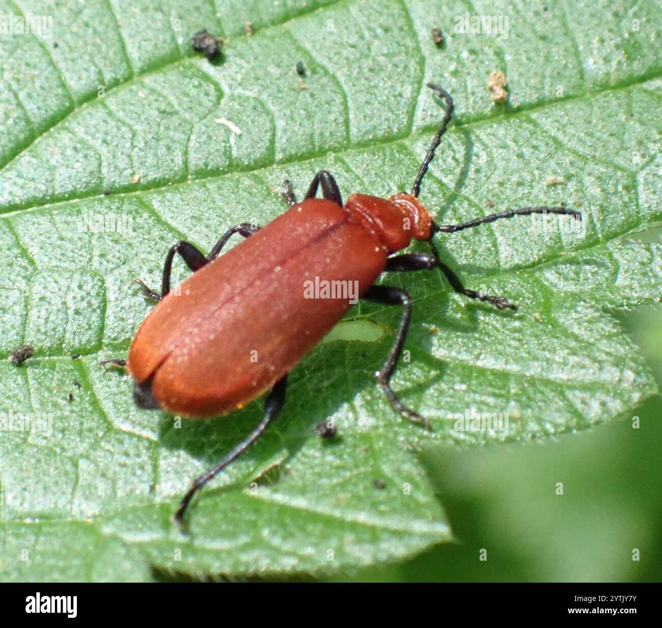 Common Cardinal Beetle (Pyrochroa serraticornis Stock Photo - Alamy