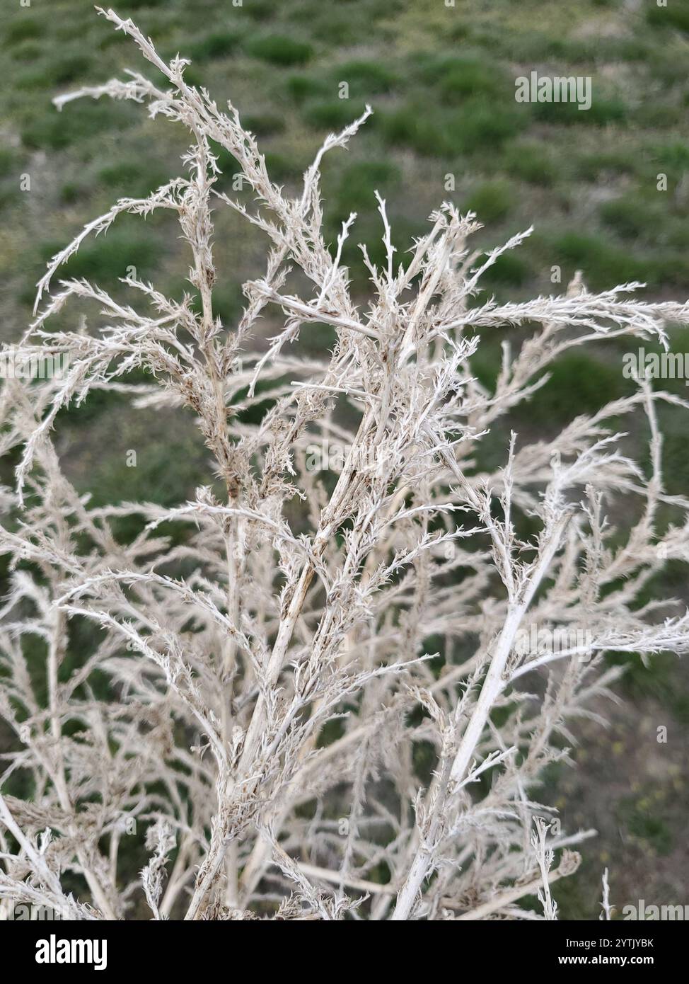 Slender Russian-thistle (Salsola collina Stock Photo - Alamy