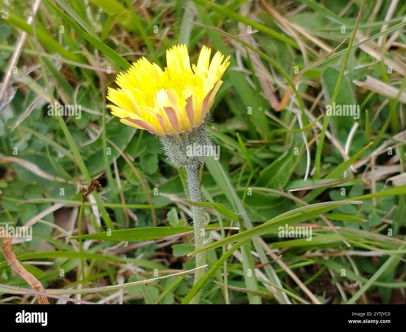 mouse-eared hawkweed (Pilosella officinarum Stock Photo - Alamy
