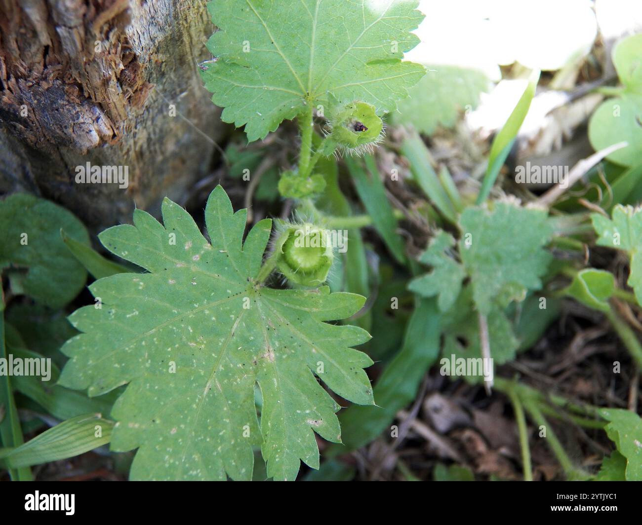 Carolina Bristlemallow (Modiola caroliniana Stock Photo - Alamy