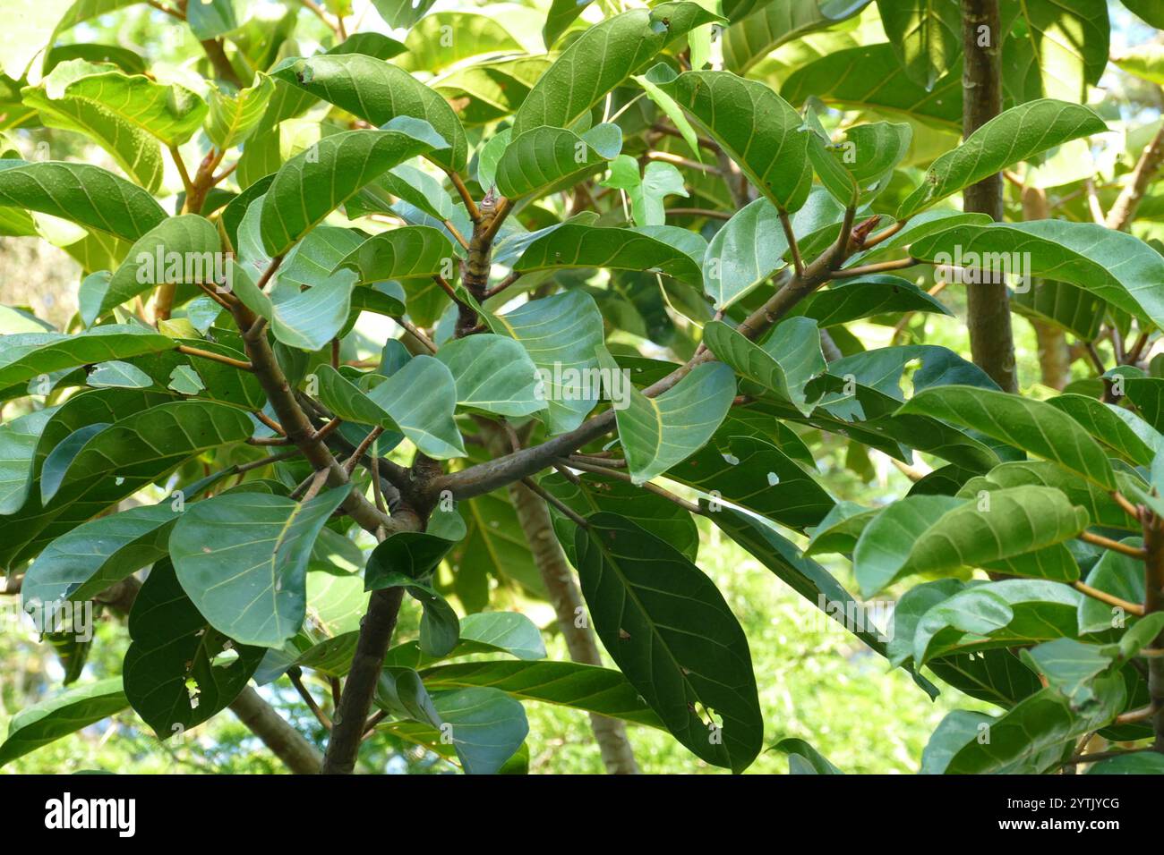 Ficus lutea hi-res stock photography and images - Alamy
