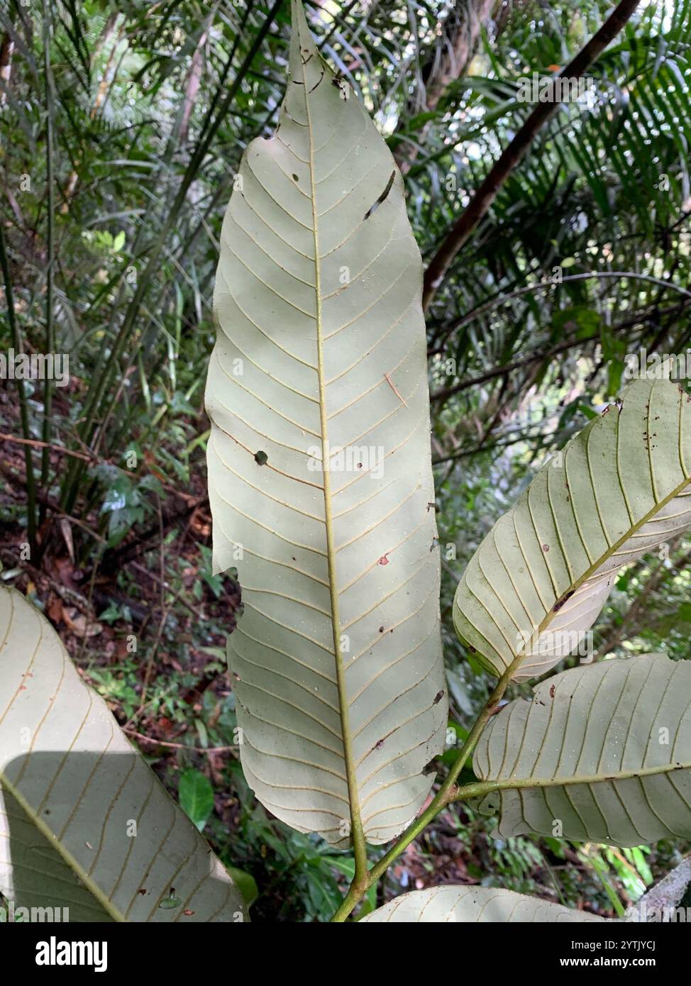 Virola hi-res stock photography and images - Alamy
