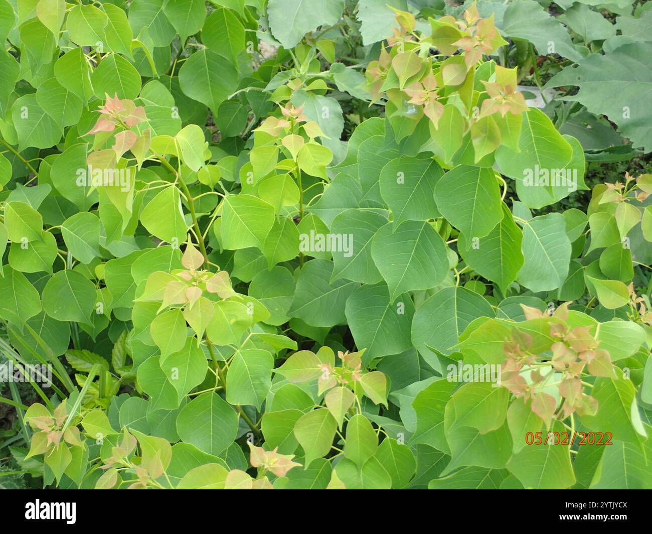 Chinese Tallow (Triadica sebifera Stock Photo - Alamy