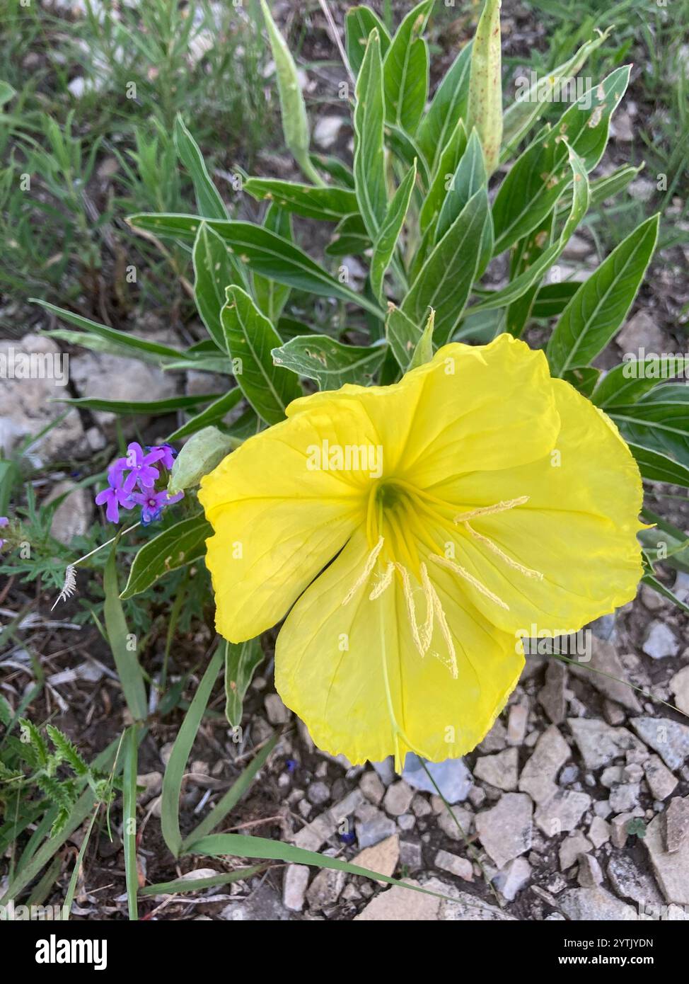 bigfruit evening primrose (Oenothera macrocarpa Stock Photo - Alamy
