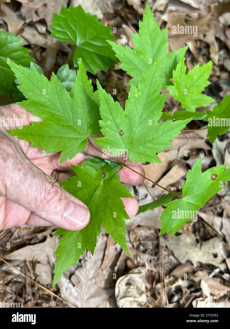Eastern Red Maple (Acer rubrum rubrum Stock Photo - Alamy