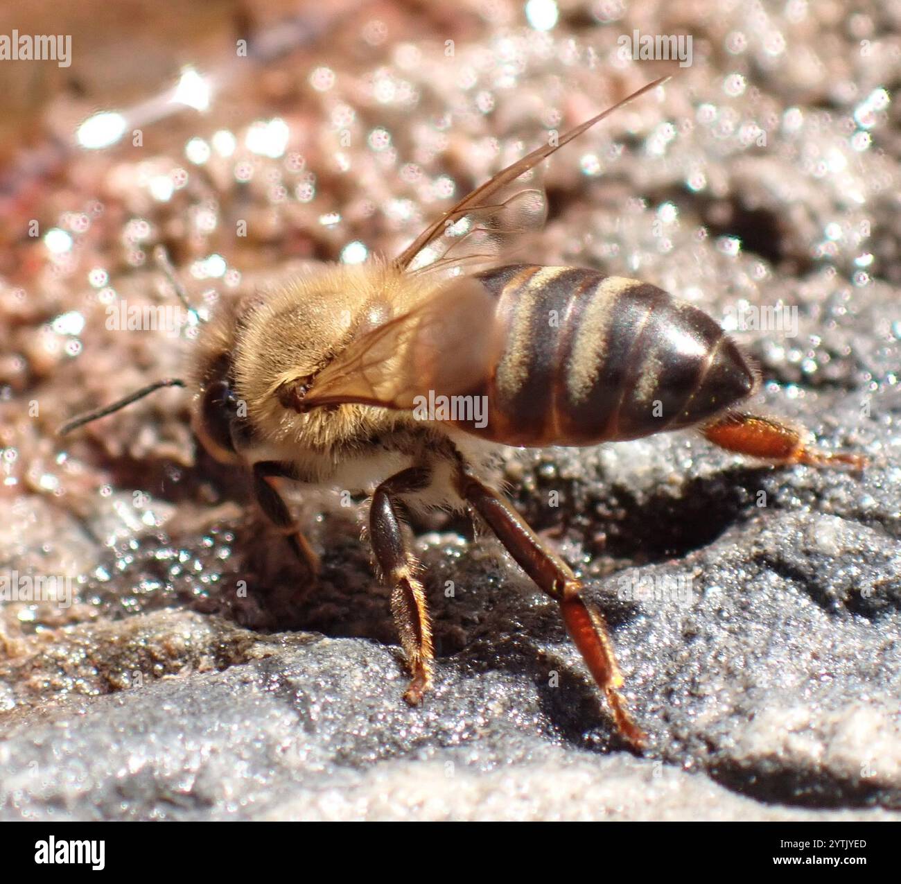 Cape Honey Bee (Apis mellifera capensis Stock Photo - Alamy