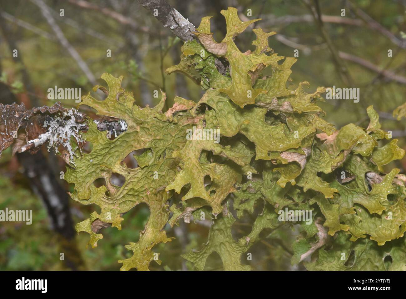 Tree Lungwort (Lobaria pulmonaria Stock Photo - Alamy