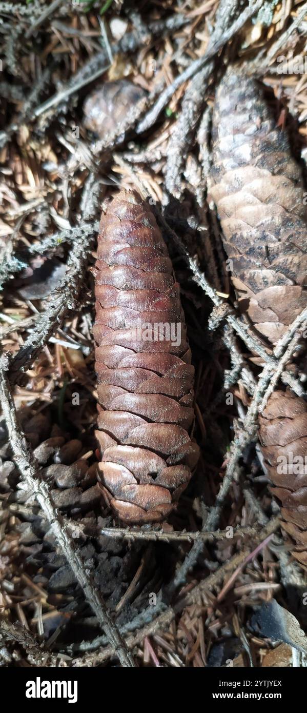 Siberian spruce (Picea obovata Stock Photo - Alamy