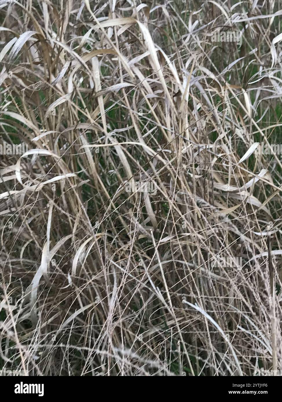 Chinese silver grass (Miscanthus sinensis Stock Photo - Alamy
