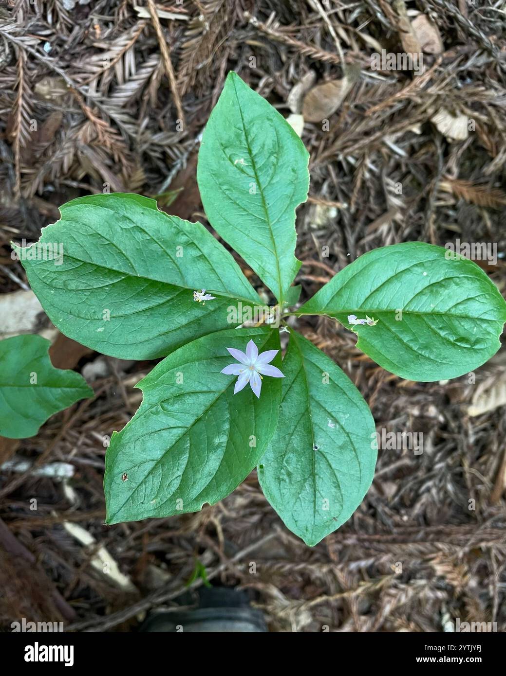 Western Starflower (Lysimachia latifolia Stock Photo - Alamy