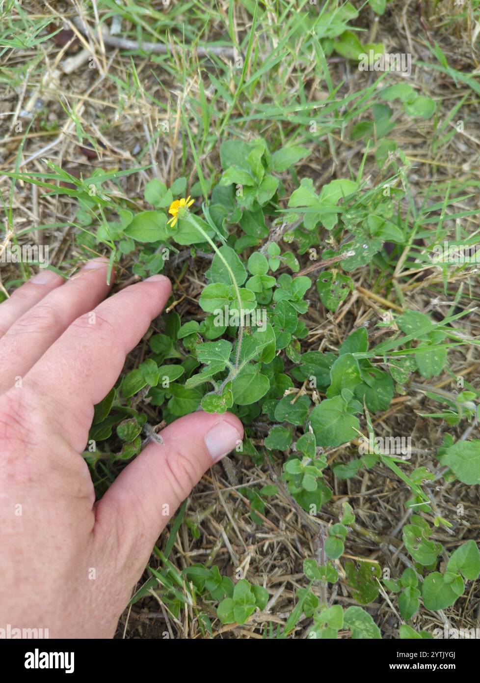 Oppositeleaf Spotflower (Acmella repens Stock Photo - Alamy