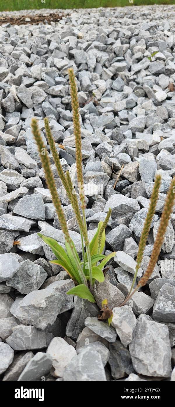dwarf plantain (Plantago virginica Stock Photo - Alamy