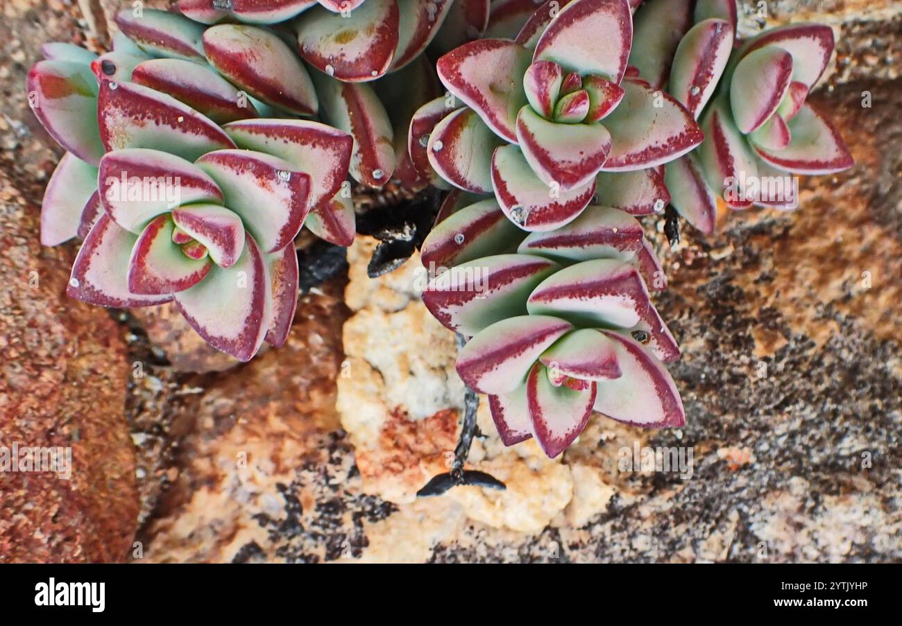 Kebab Bush (Crassula rupestris Stock Photo - Alamy