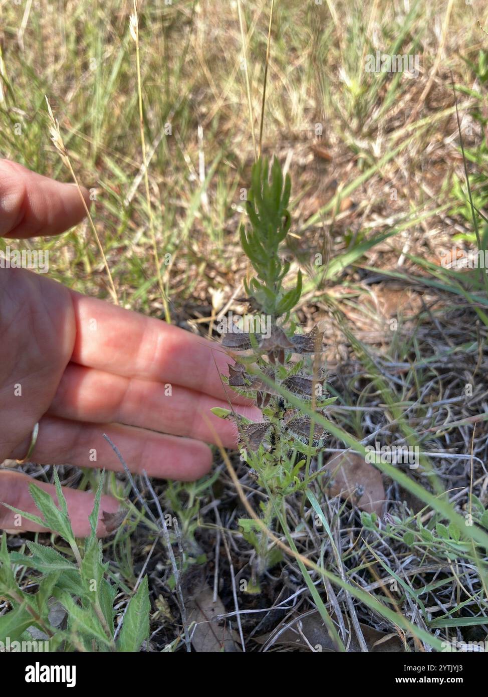 Texas Sage (Salvia texana Stock Photo - Alamy