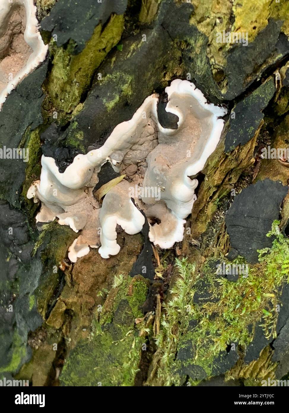 Brittle Cinder (Kretzschmaria deusta Stock Photo - Alamy