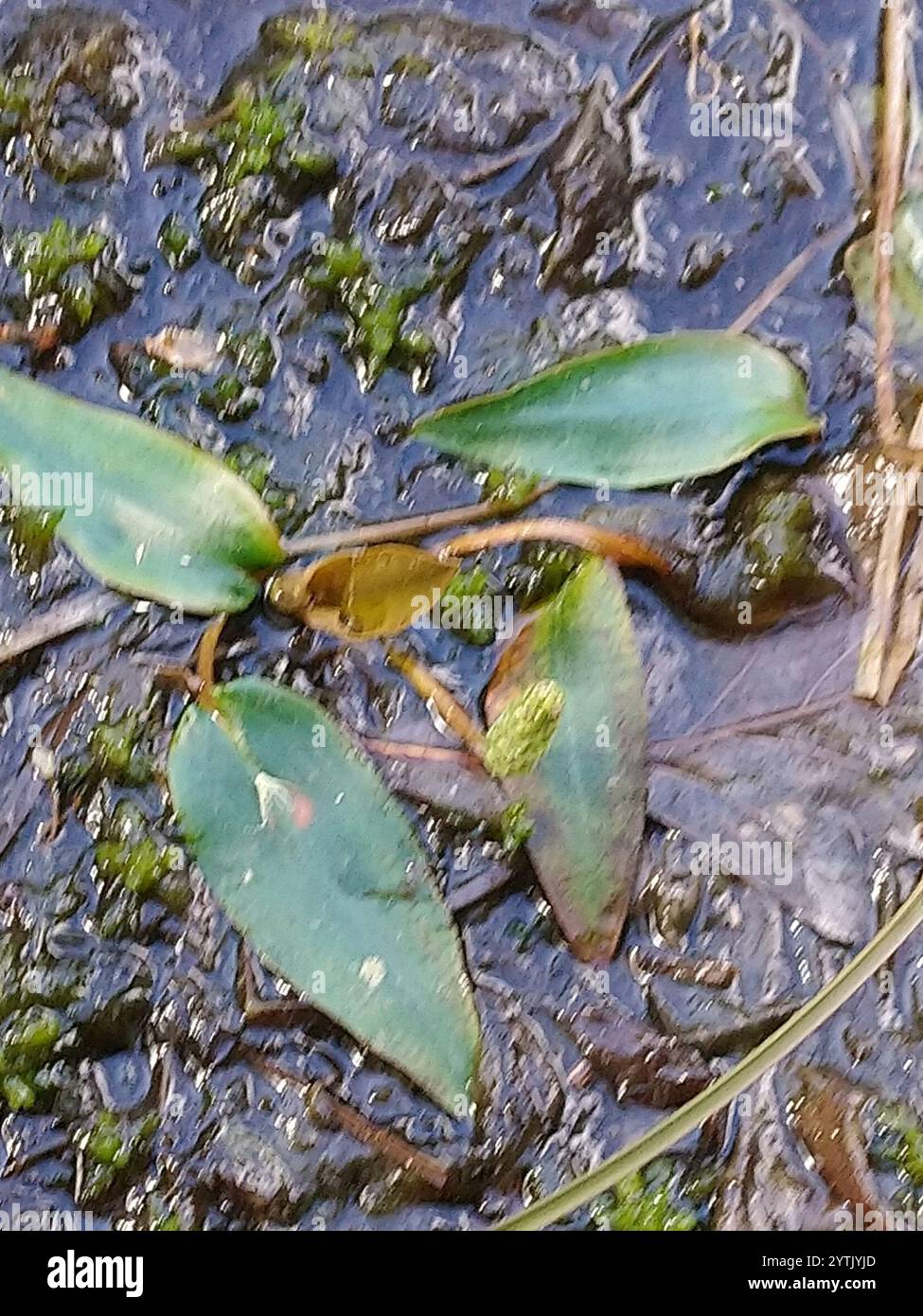 floating-leaved pondweed (Potamogeton natans Stock Photo - Alamy