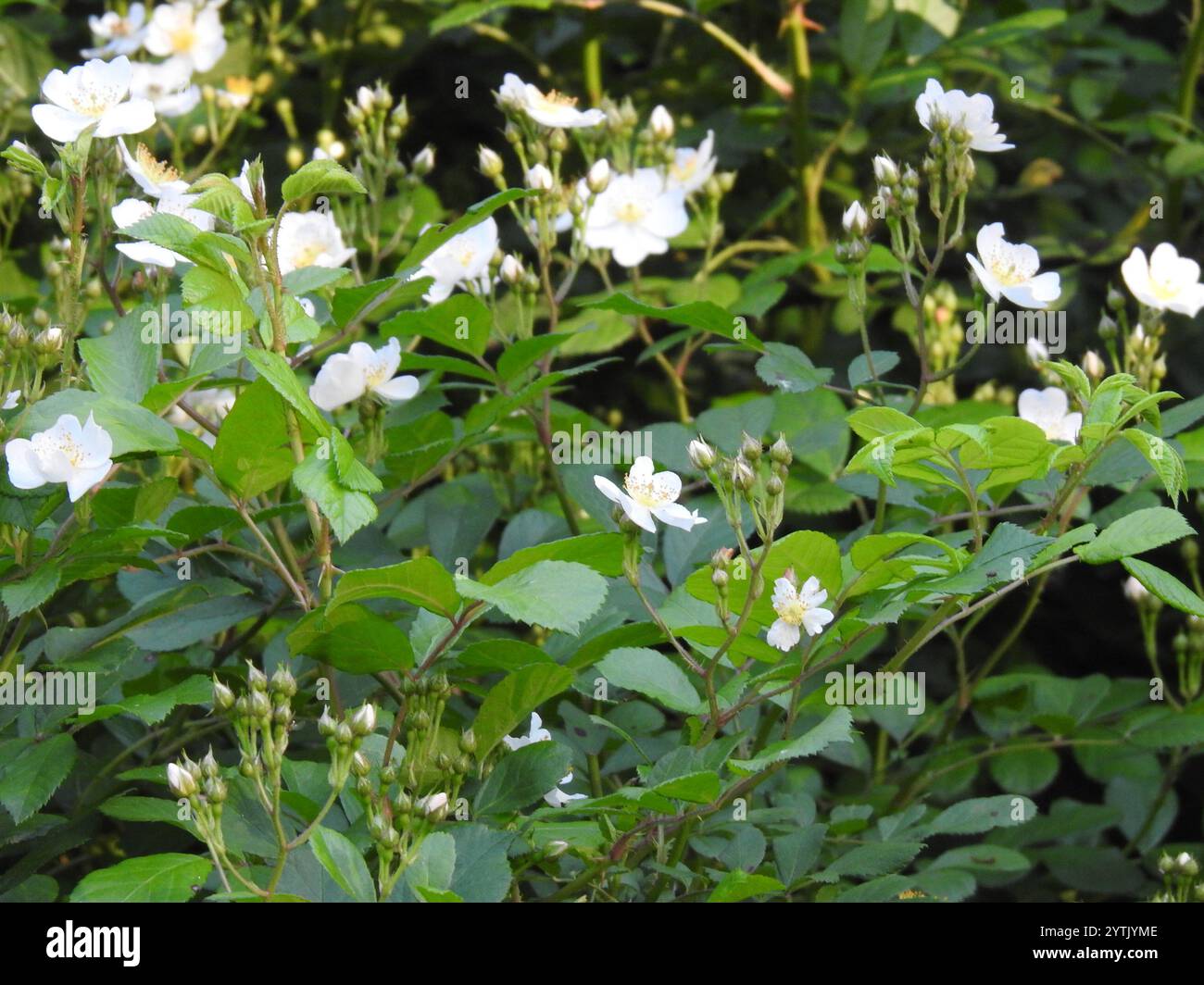 multiflora rose (Rosa multiflora Stock Photo - Alamy