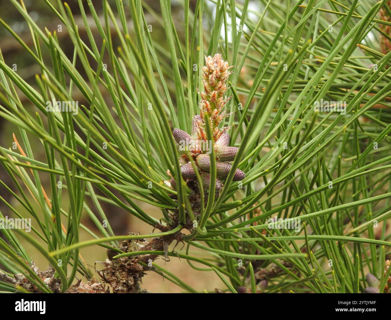 pitch pine (Pinus rigida Stock Photo - Alamy