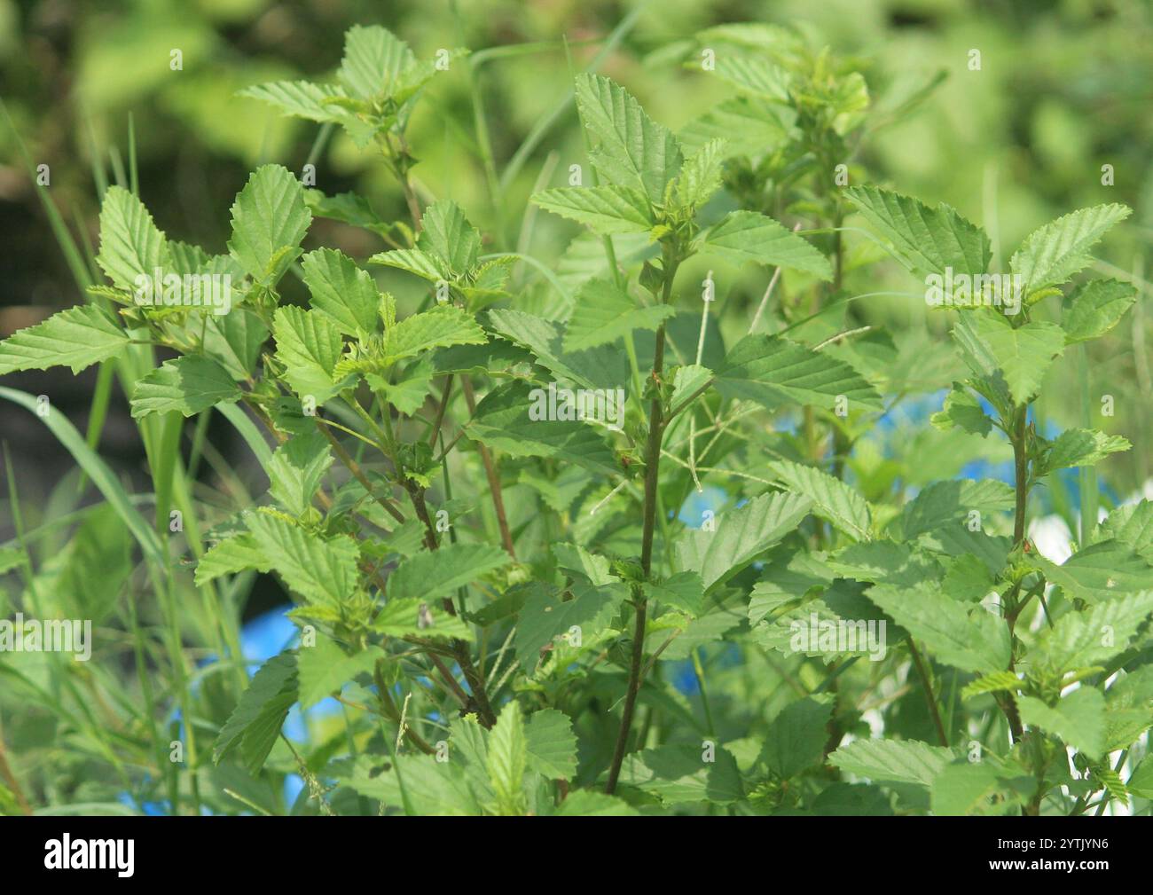 three-lobe false mallow (Malvastrum coromandelianum Stock Photo - Alamy