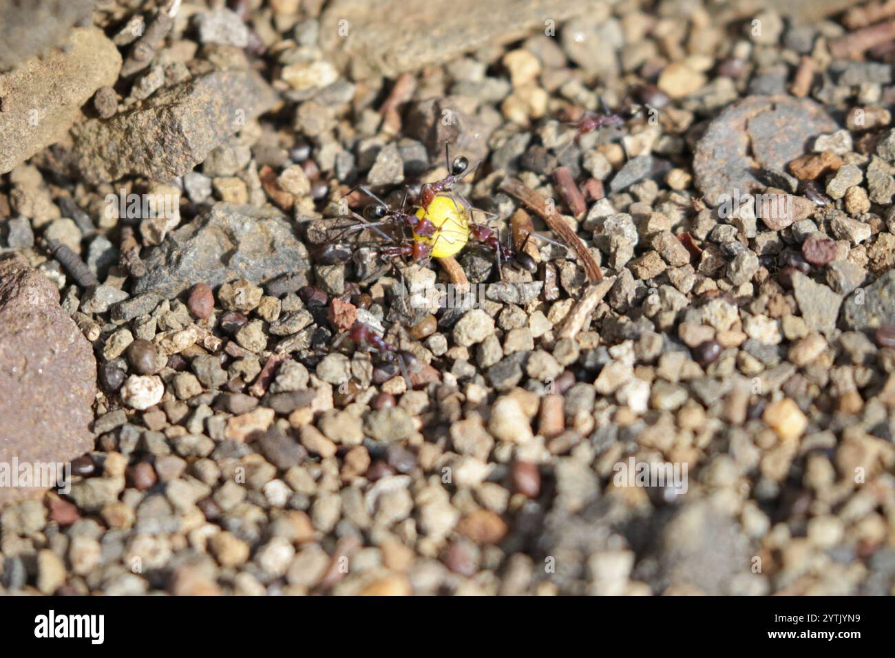 Southern Meat Ant (Iridomyrmex purpureus Stock Photo - Alamy