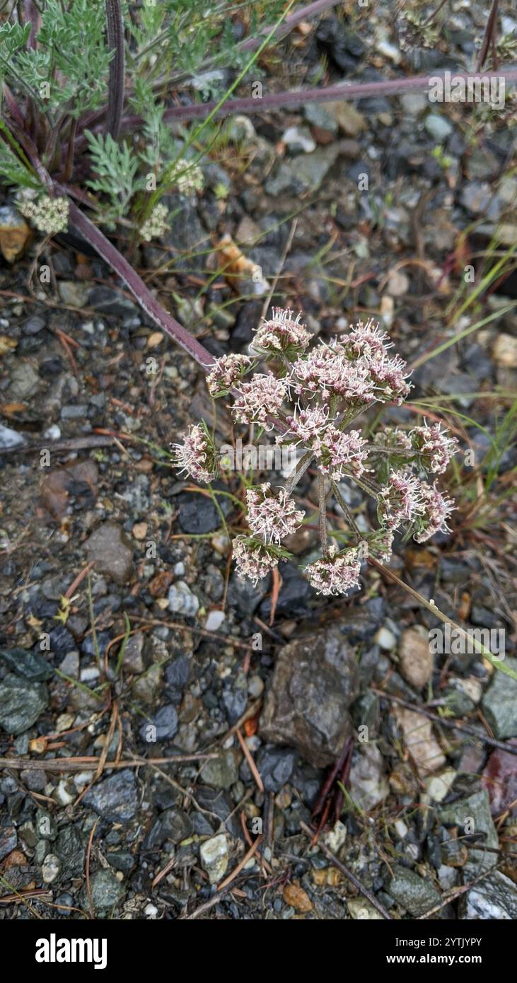 bigseed biscuitroot (Lomatium macrocarpum Stock Photo - Alamy