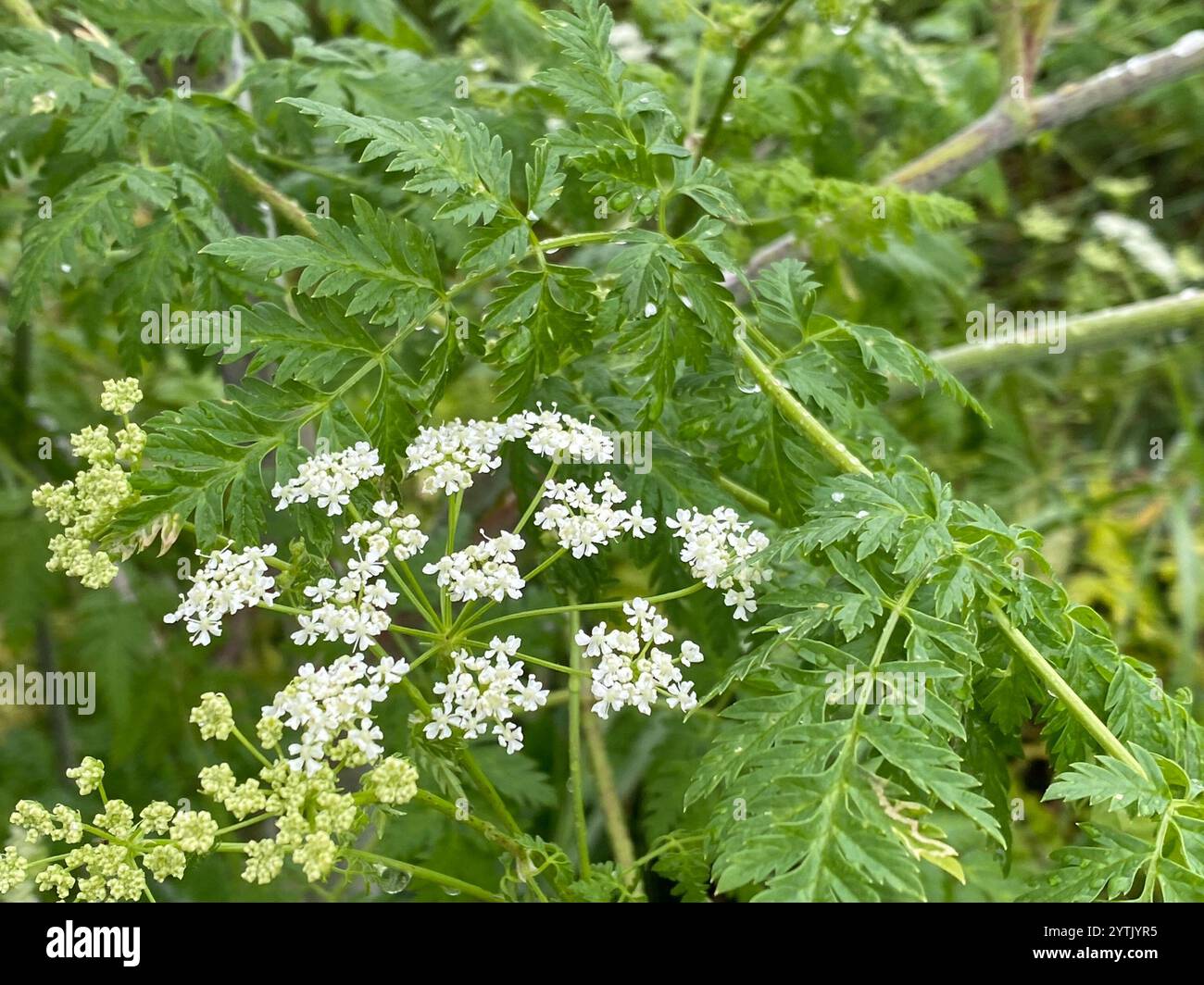 poison hemlock (Conium maculatum Stock Photo - Alamy