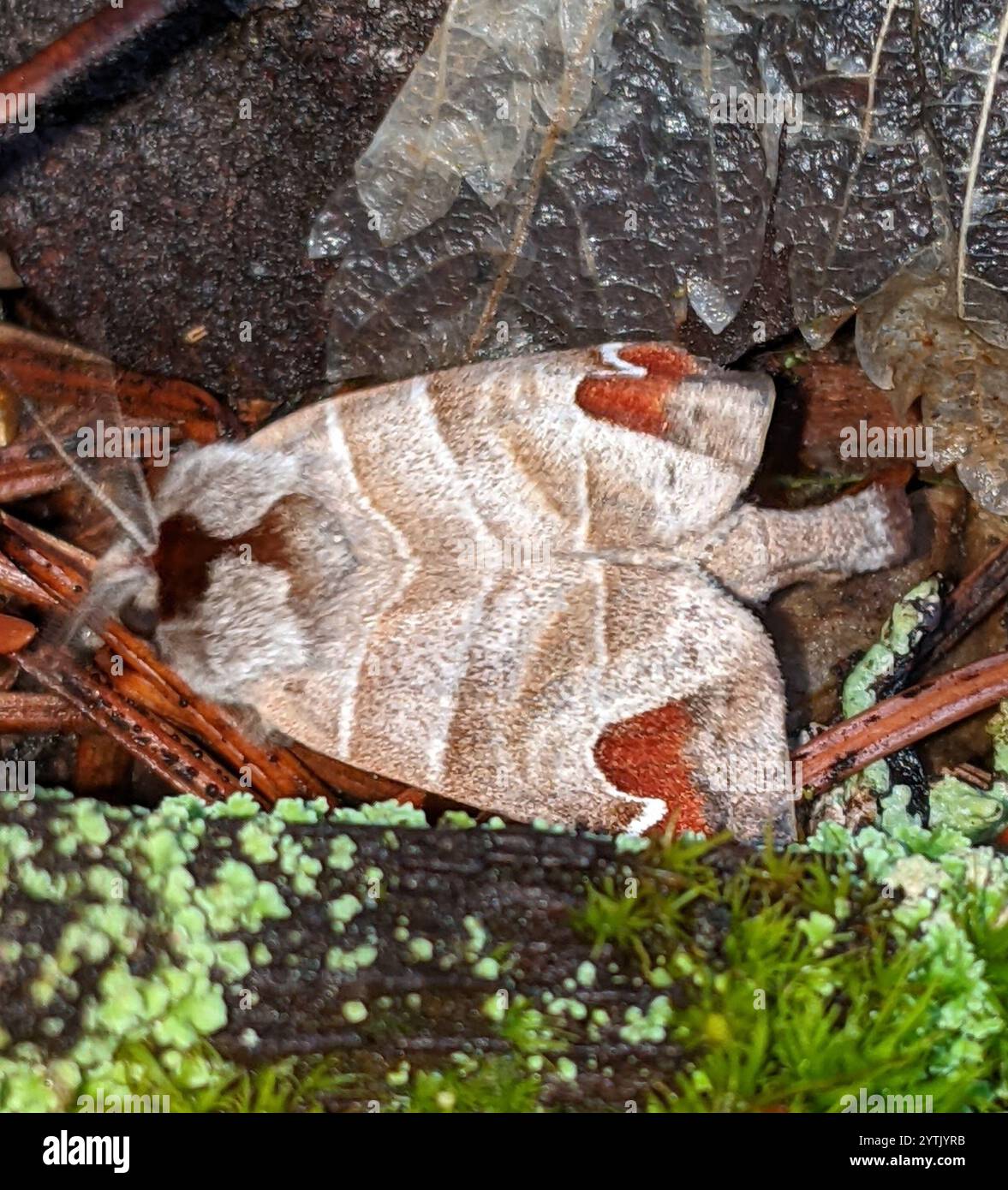 Sigmoid Prominent (Clostera albosigma Stock Photo - Alamy