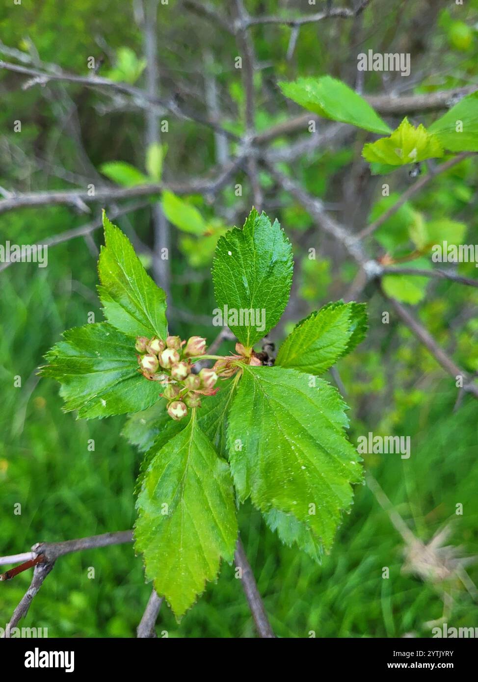 Black Hawthorn (Crataegus douglasii Stock Photo - Alamy
