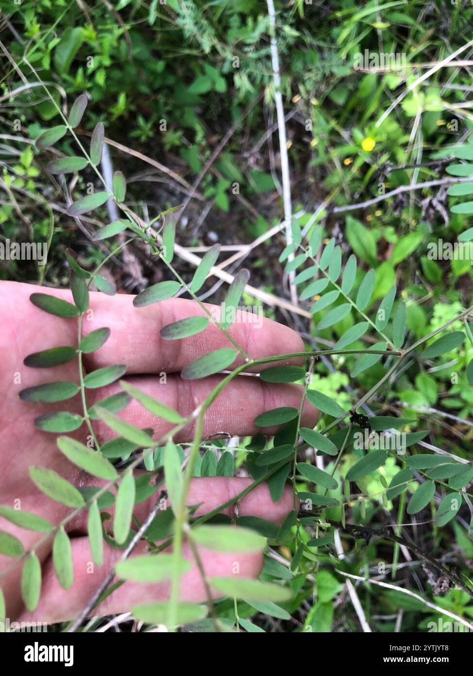 Carolina Vetch (Vicia caroliniana Stock Photo - Alamy