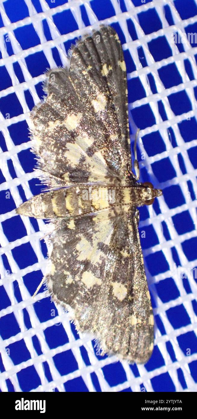 Yellow Blotched Pearl Moth (Eurrhyparodes bracteolalis Stock Photo - Alamy