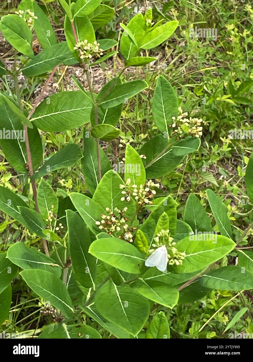 hemp dogbane (Apocynum cannabinum Stock Photo - Alamy