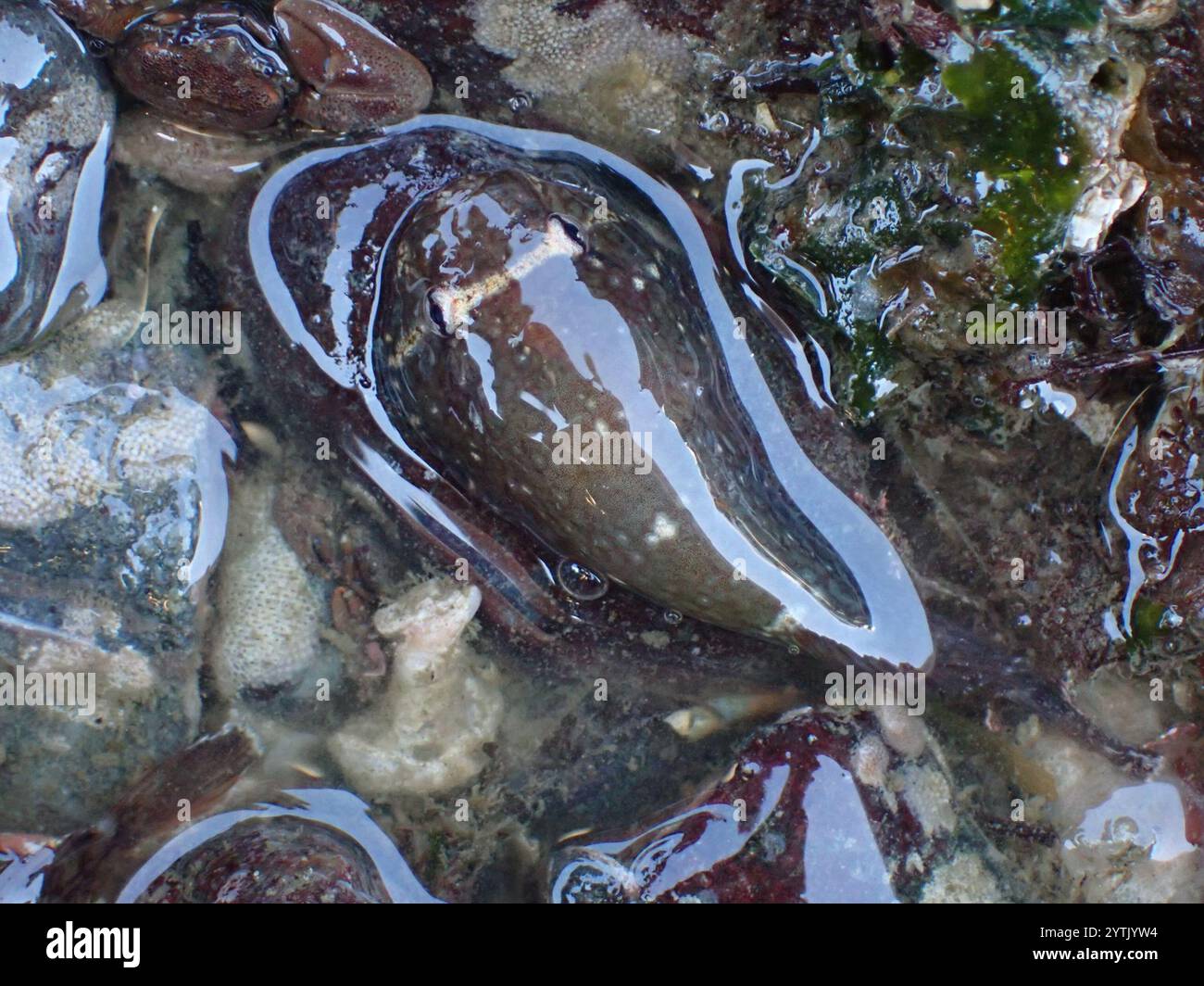Northern Clingfish (Gobiesox maeandricus Stock Photo - Alamy