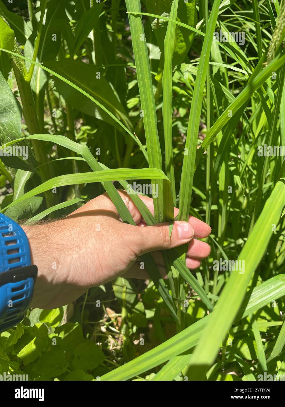 nodding sedge (Carex gynandra Stock Photo - Alamy