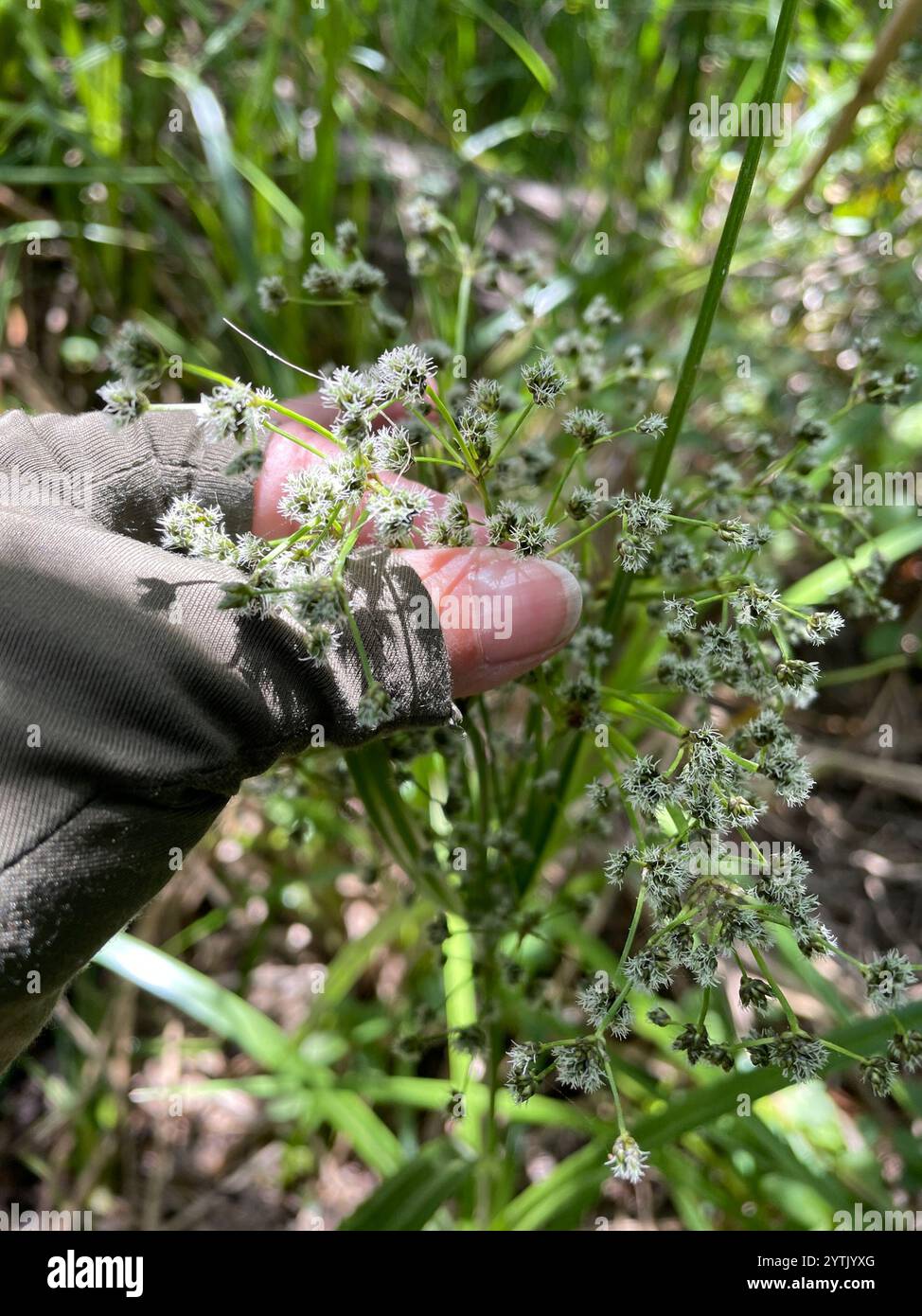Panicled Bulrush (Scirpus microcarpus Stock Photo - Alamy