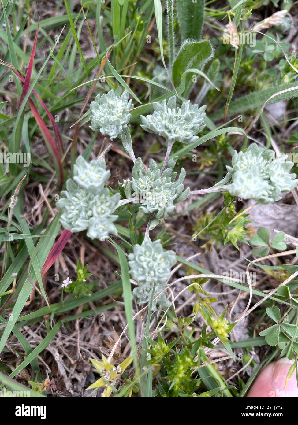 flathead rabbit tobacco (Diaperia prolifera Stock Photo - Alamy