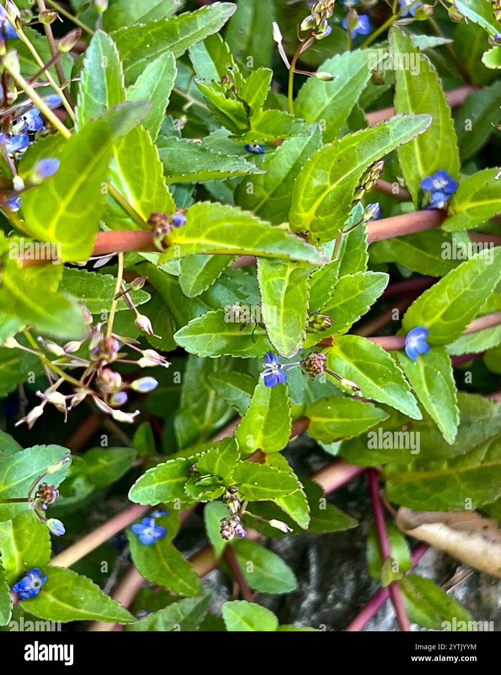 American brooklime hi-res stock photography and images - Alamy