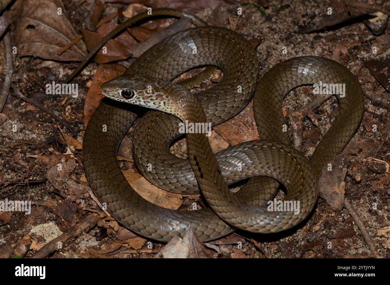 Olive Whip Snake (Psammophis mossambicus Stock Photo - Alamy