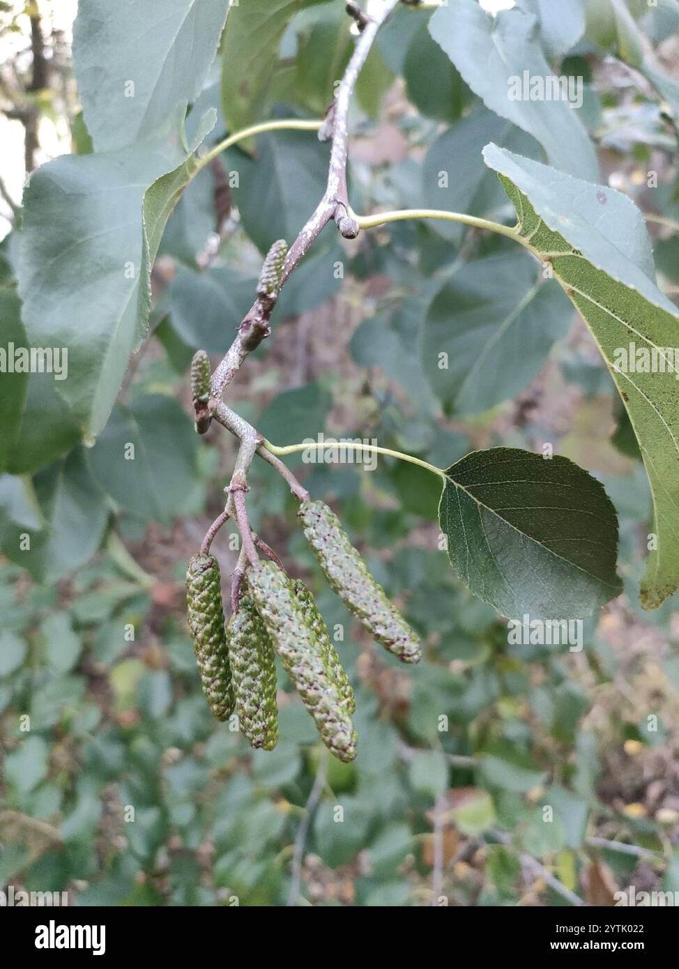 Italian alder (Alnus cordata Stock Photo - Alamy