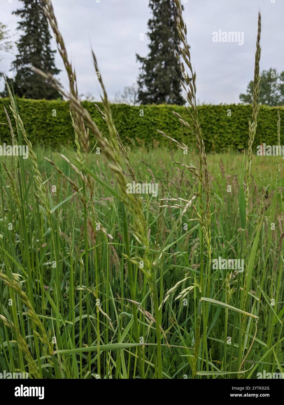 tall oat grass (Arrhenatherum elatius Stock Photo - Alamy