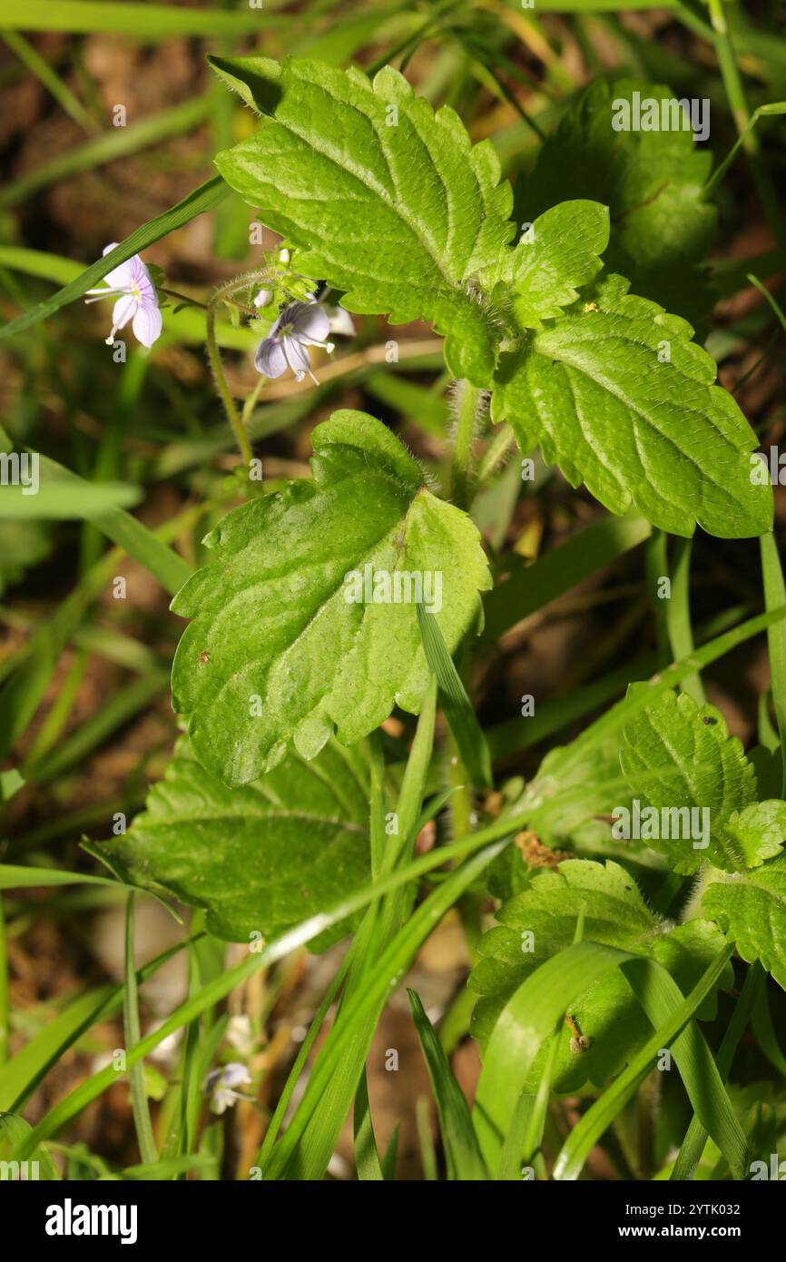 Wood Speedwell (Veronica montana Stock Photo - Alamy